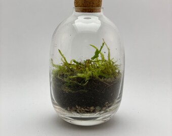 Bottle Terrarium | Etsy