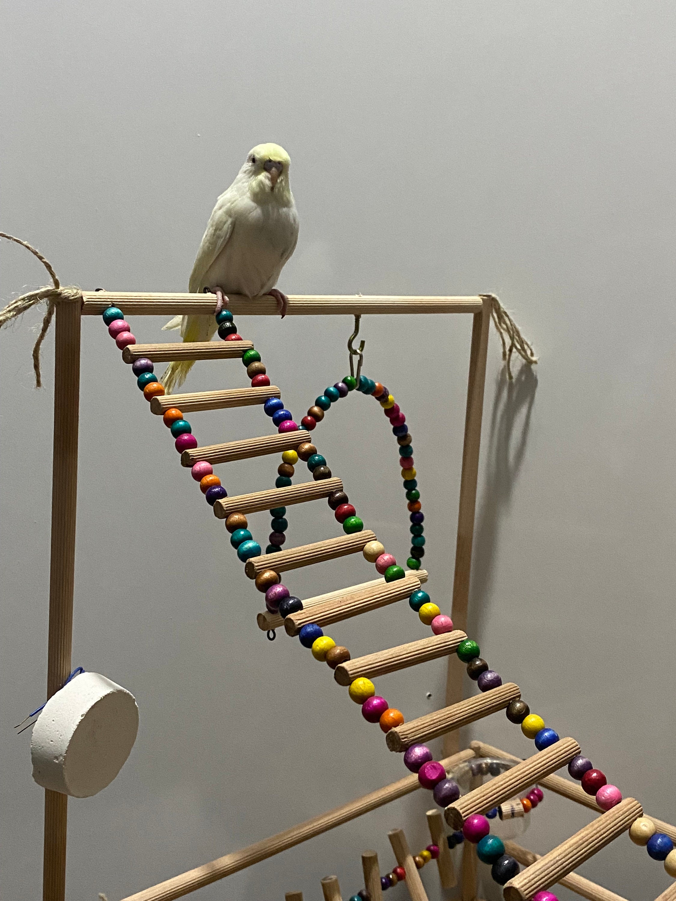 Bird Toysbird Play Stand Bird Playground Parrot Perch Hand - Etsy