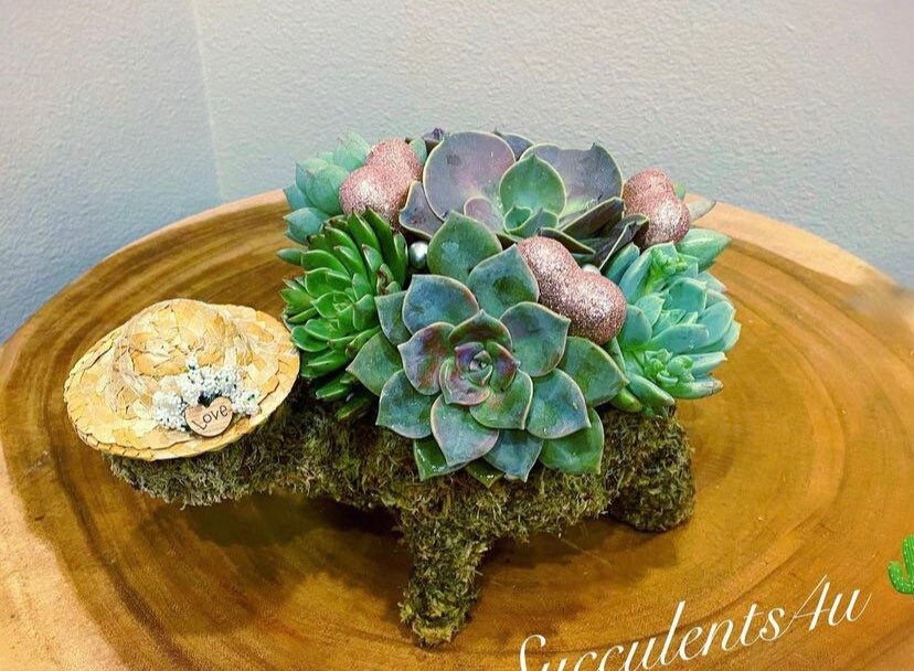 Topiary Turtle Succulents Arrangement - Etsy