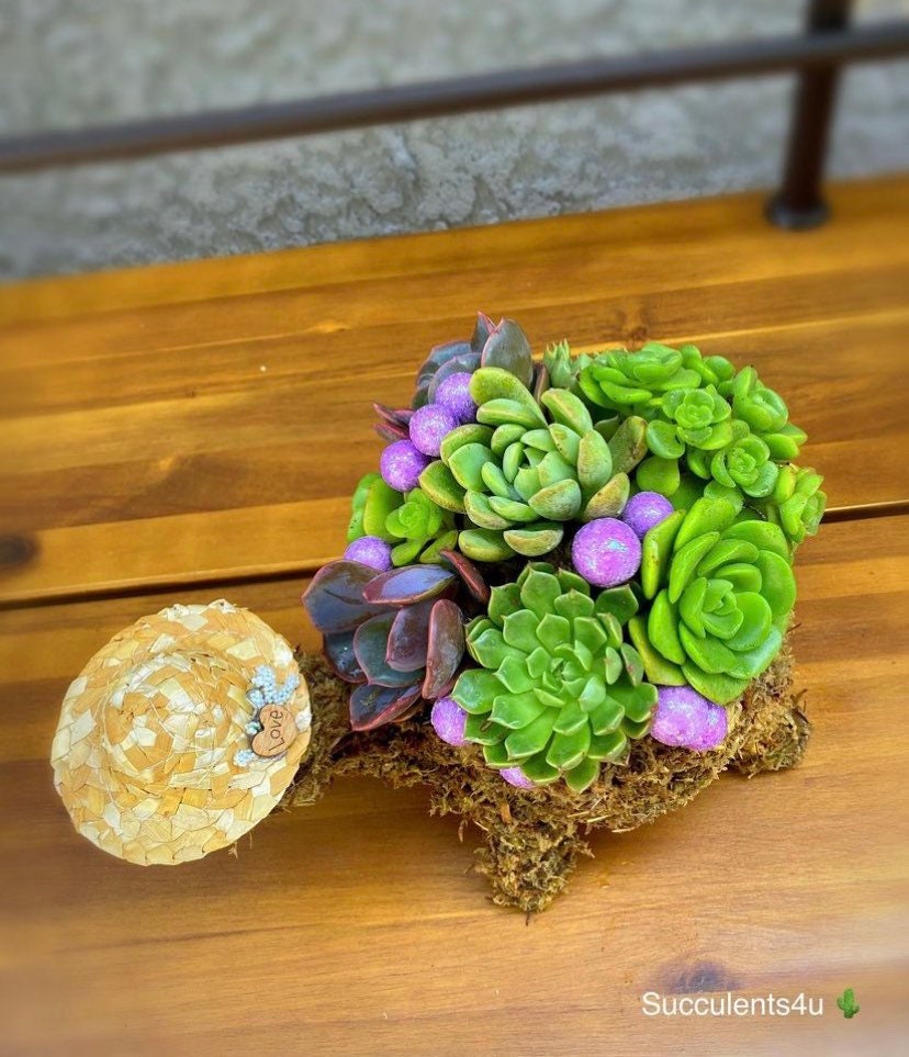 Topiary Turtle Succulents Arrangement - Etsy
