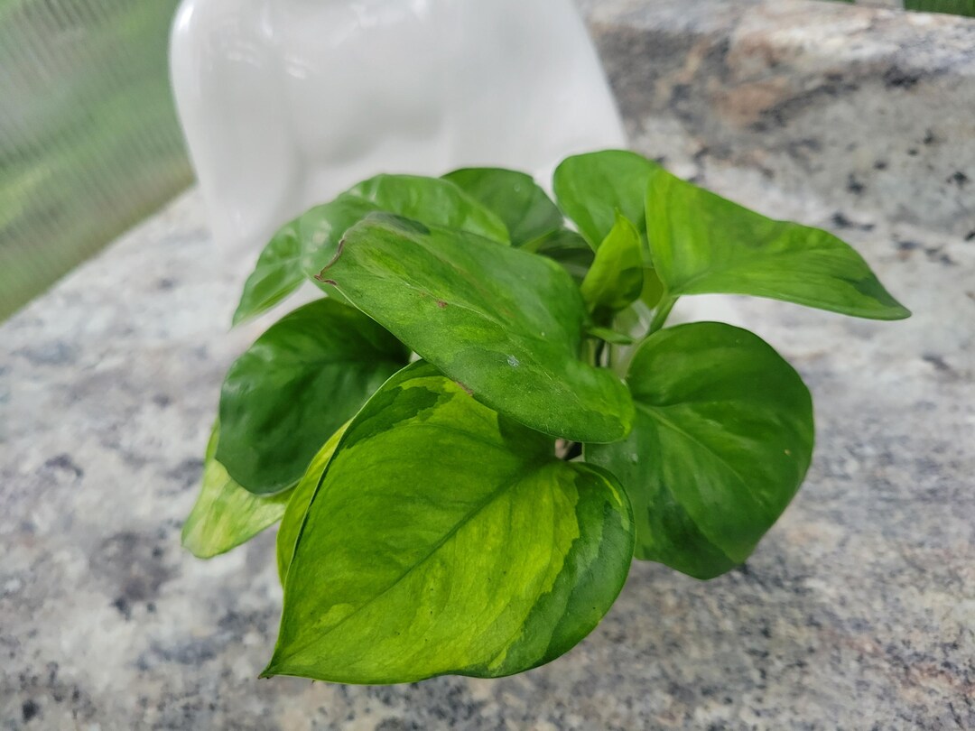 Lemon Top Pothos Plant - Etsy
