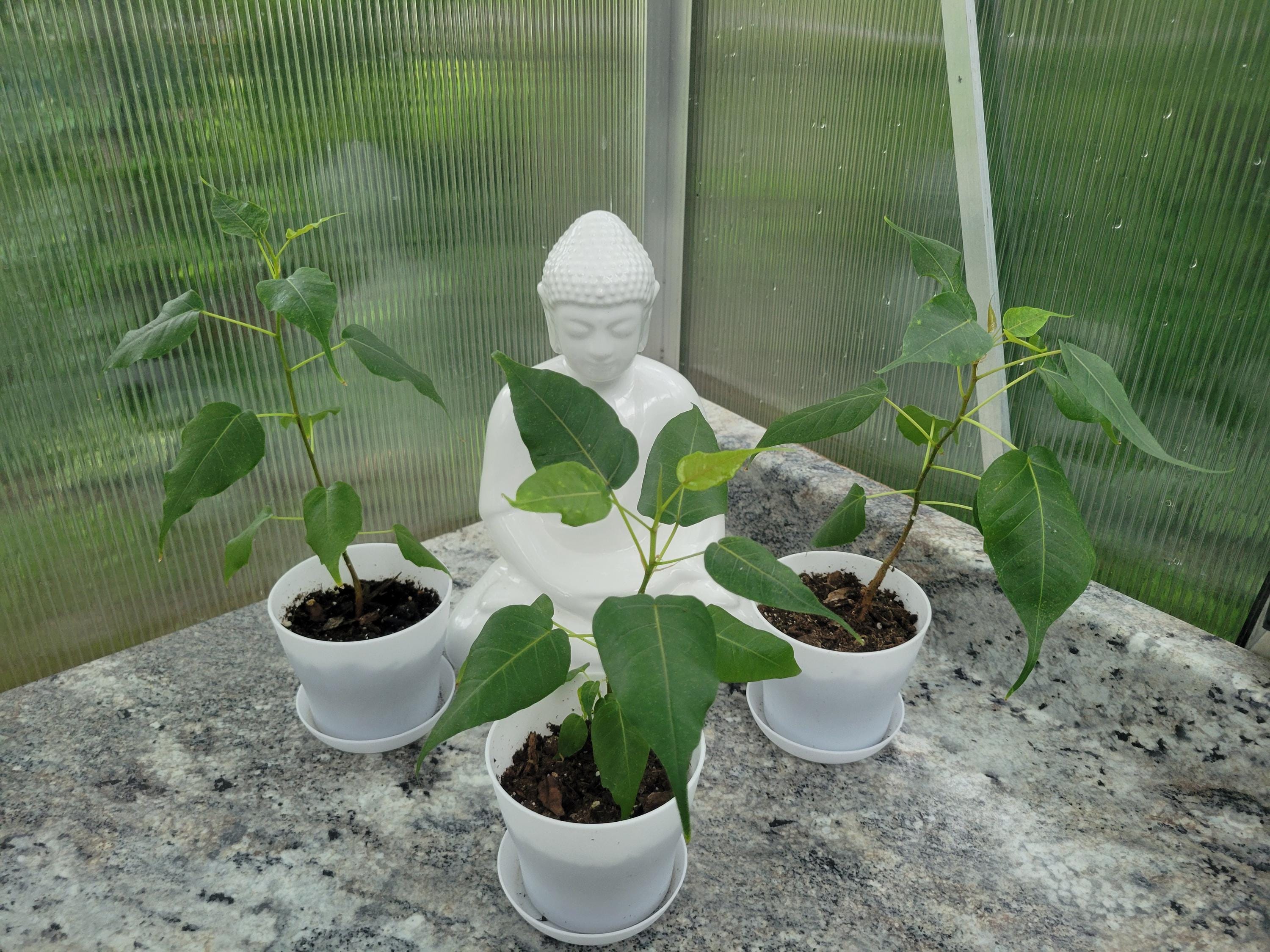 Bodhi Tree Ficus Religiosa Sacred Fig Bonsai - Etsy