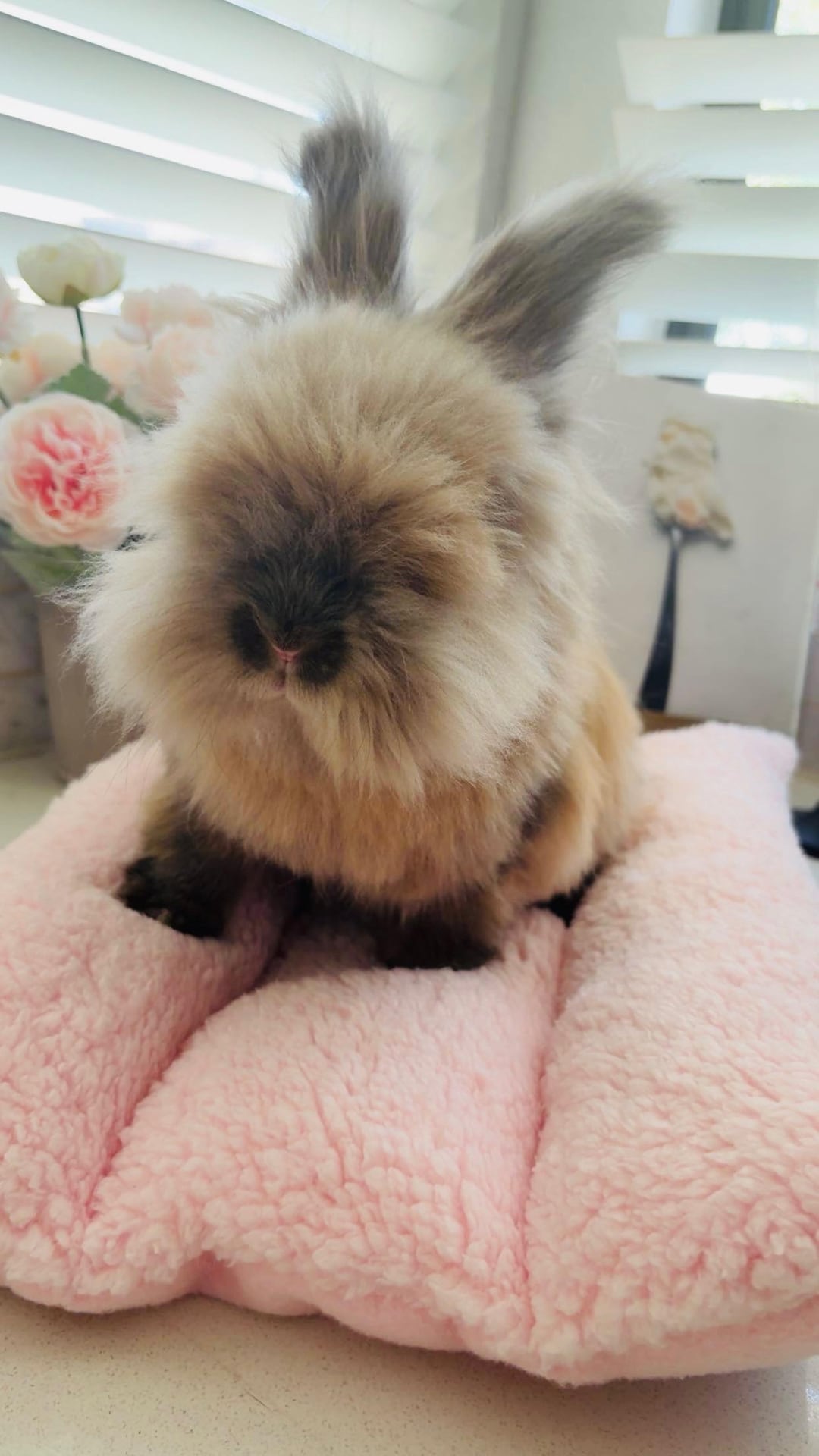 Bunny Duo-dream Bed - Etsy