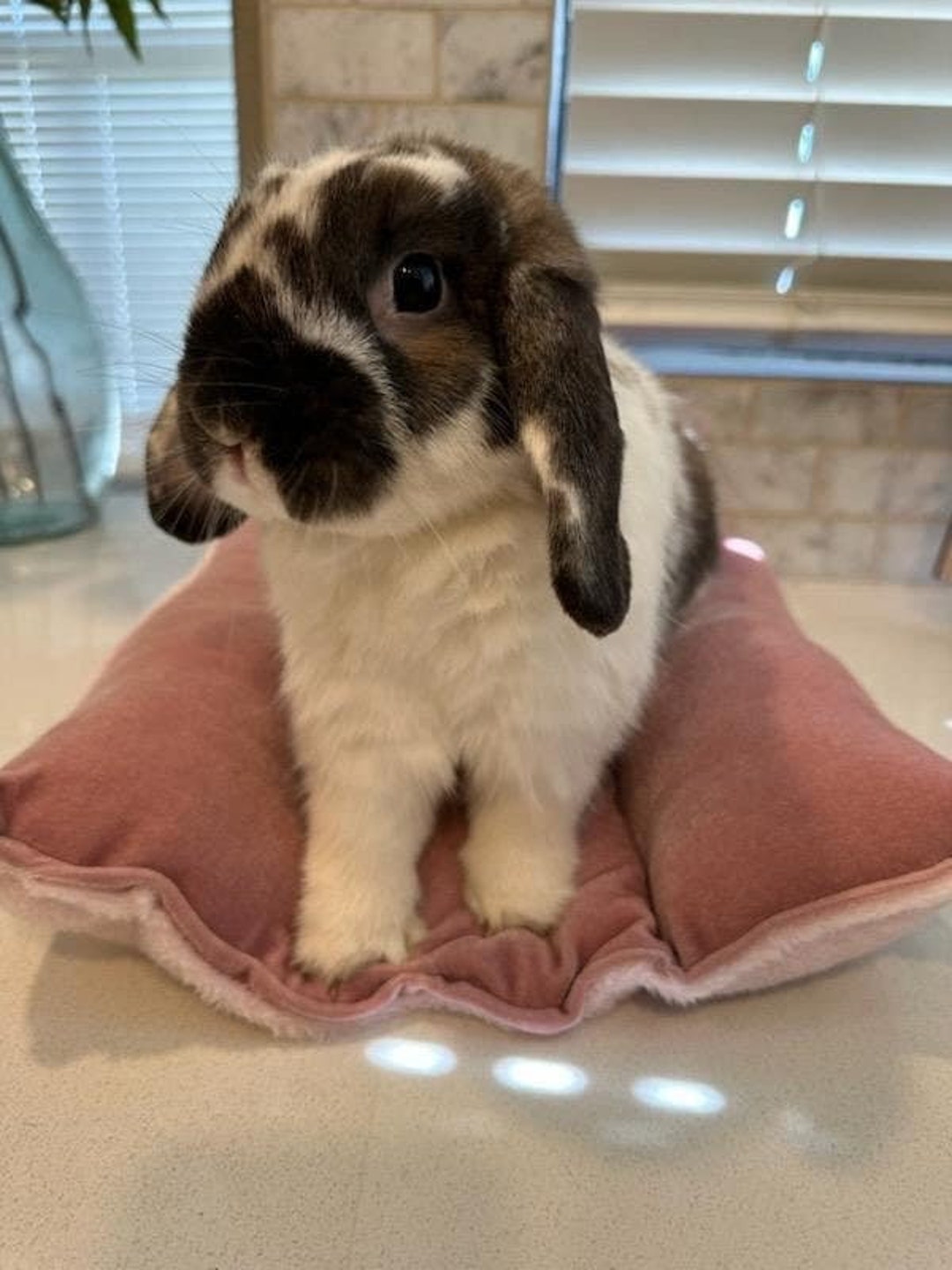 Bunny Duo-dream Bed - Etsy