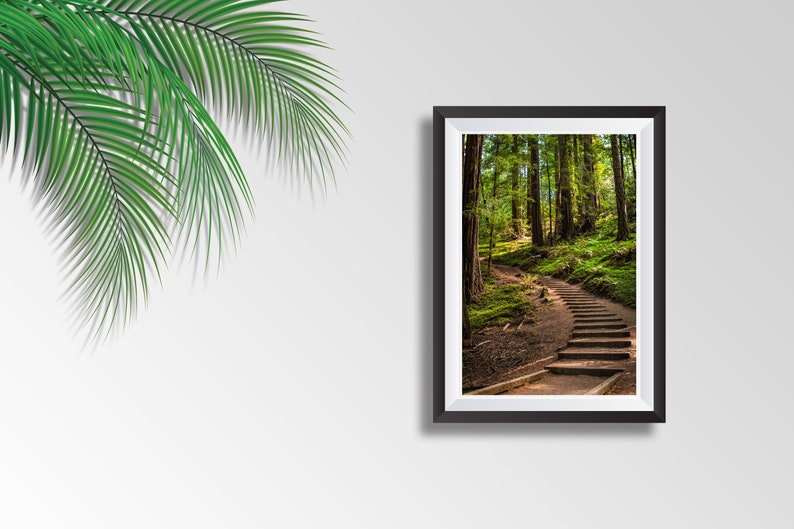 Muir Woods Forest Printable, Forest Pathway Download, Stairway Print ...
