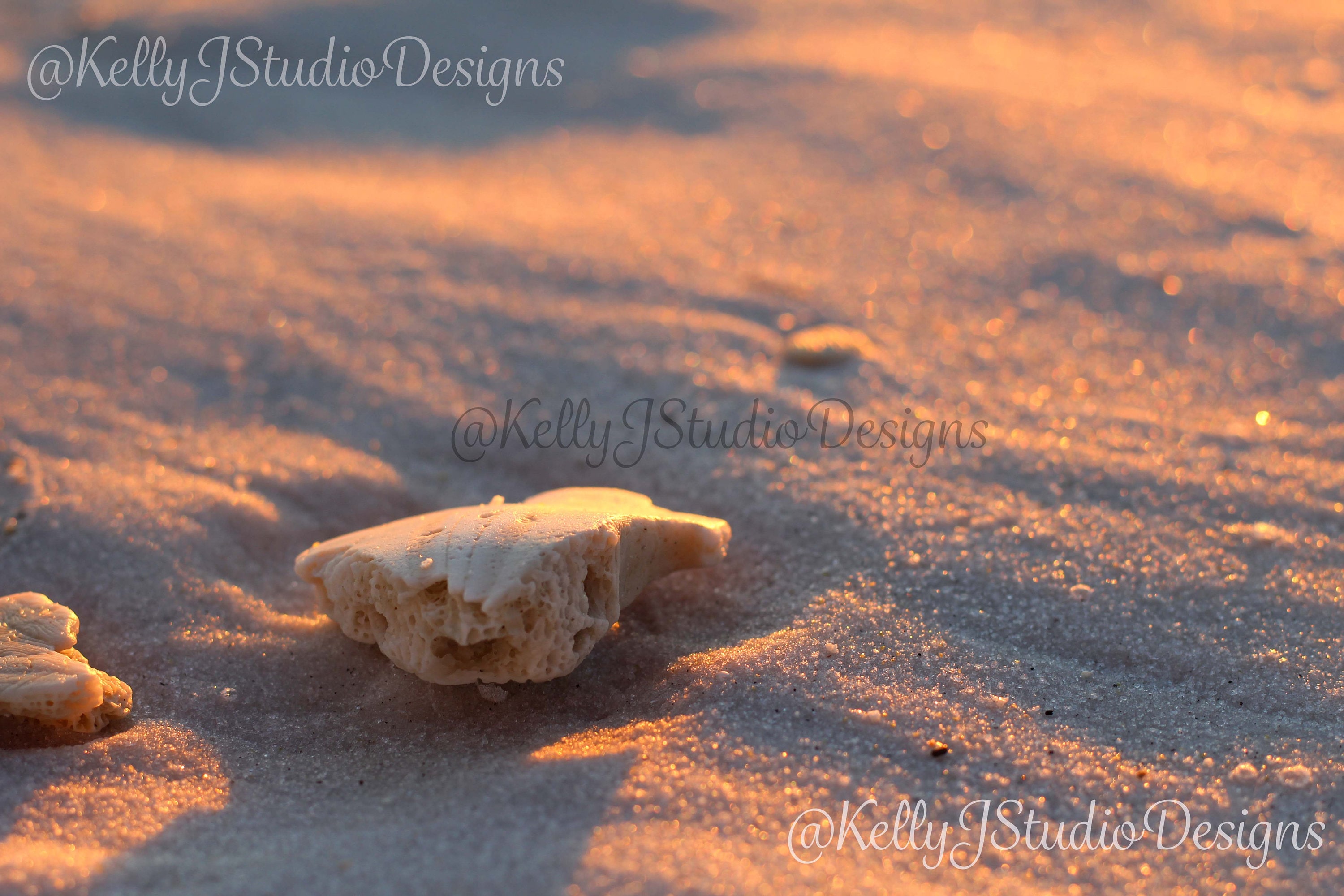 Sand Dollar Printable, Beach Life Download, Destin Florida Print, Gulf ...