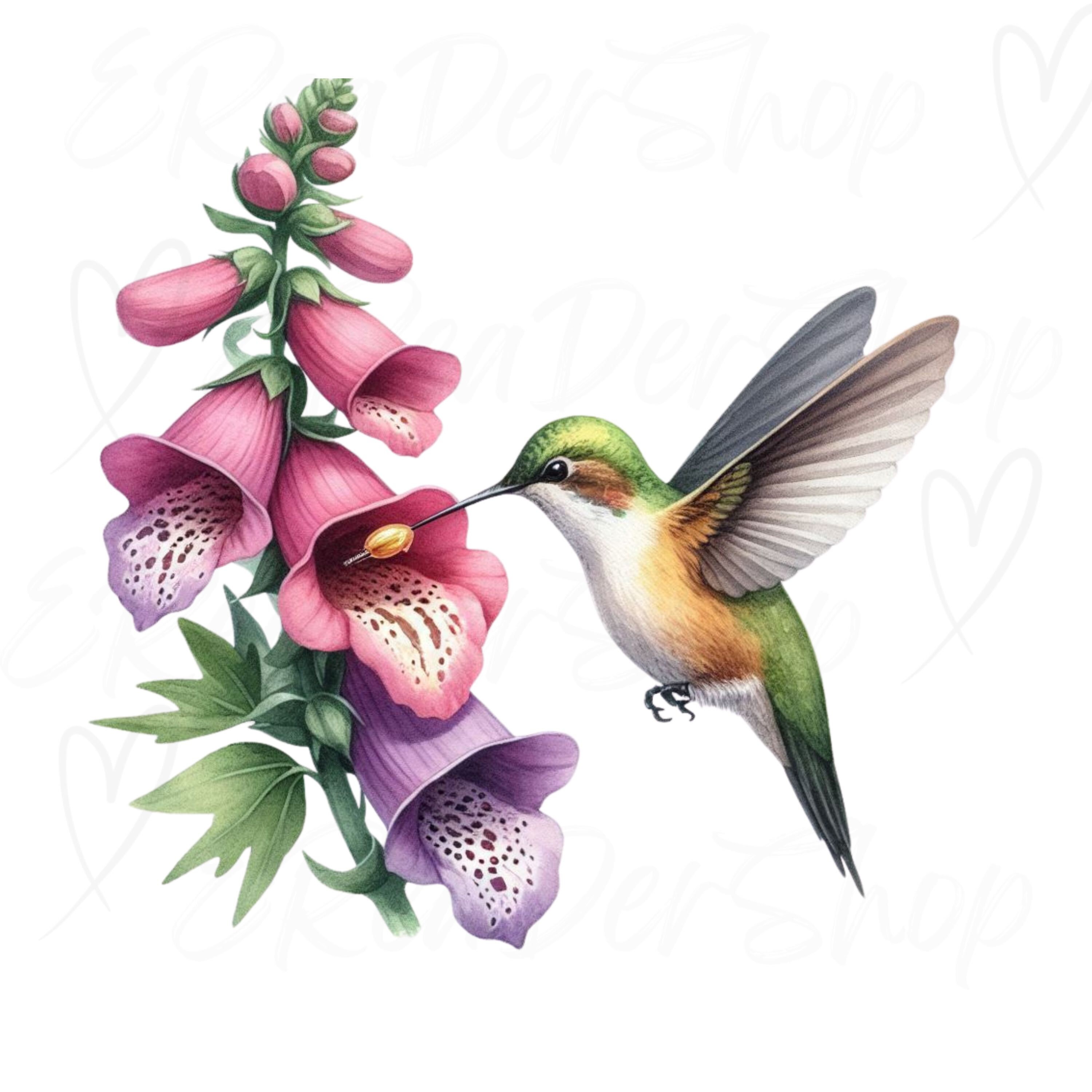 20 PNG Humming Bird Clipart, Birds Art, Humming Birds, Hummingbird ...