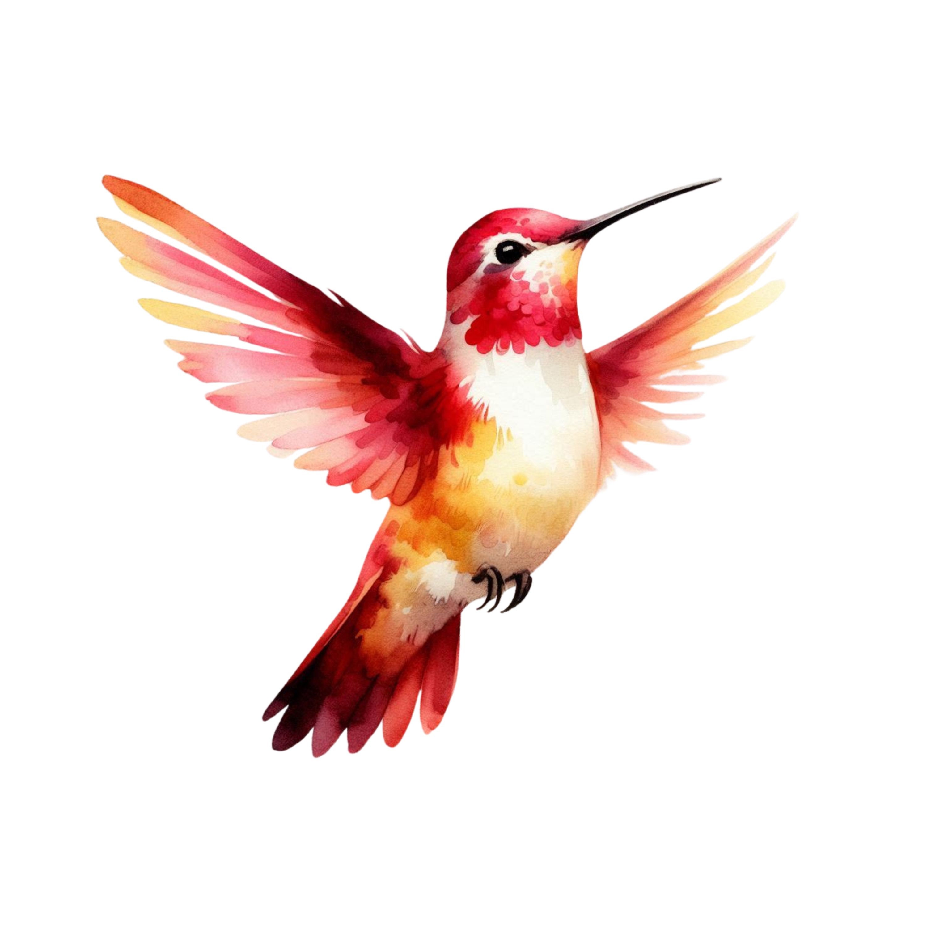 20 PNG Humming Bird Clipart, Birds Art, Humming Birds, Hummingbird ...