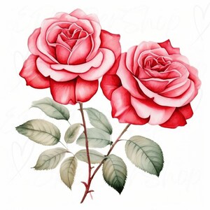 10 Pale Red Rose, Watercolor Rose Flower Clipart, Florals, Wedding ...