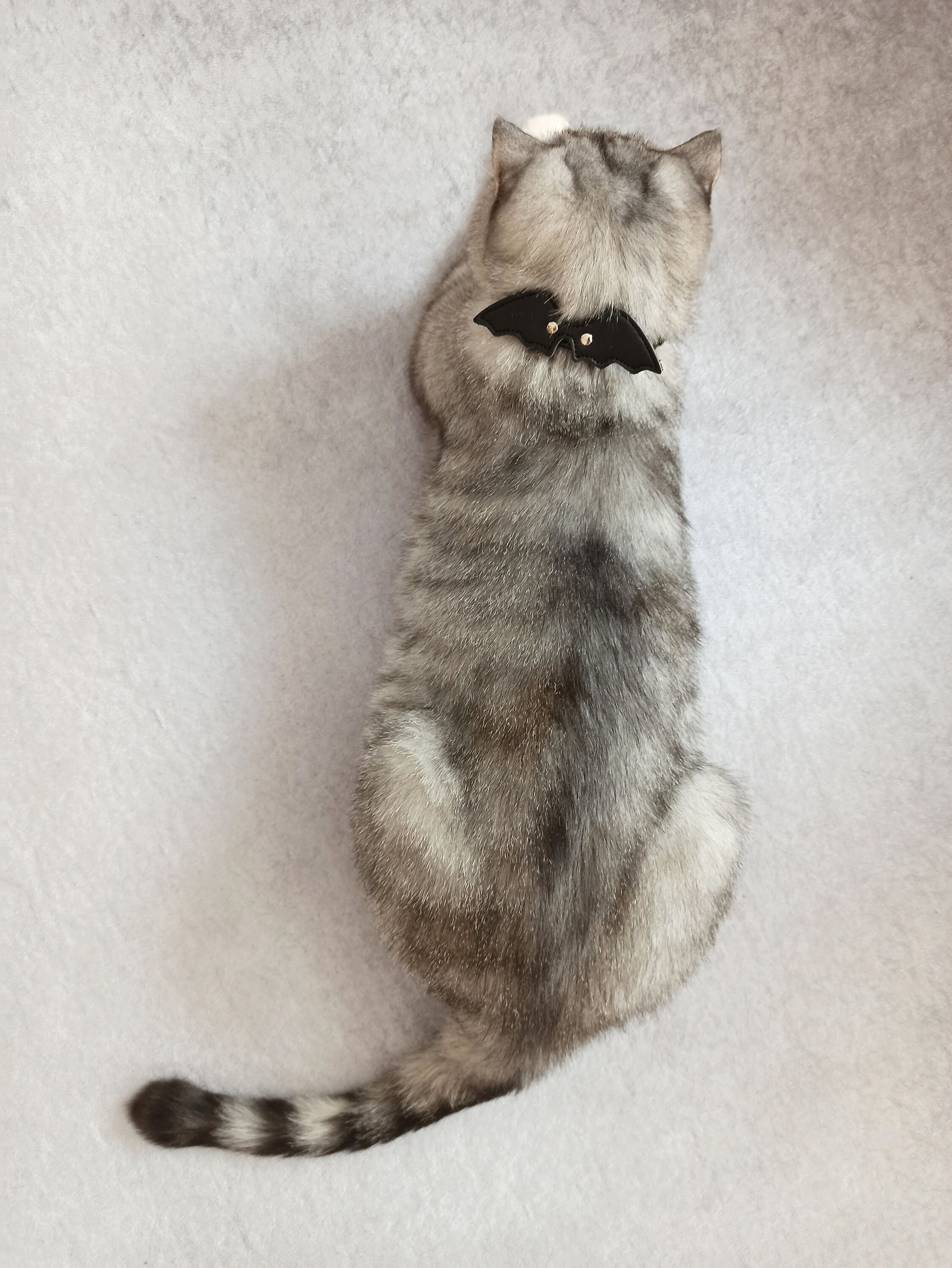 Cat Dog Collar With Bat Wings, Cat Collar With Wings, Pet Leather ...