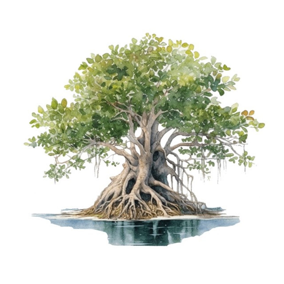 Mangrove Tree Watercolor Clip Art 4 Transparent PNG Collage Paper Craft ...