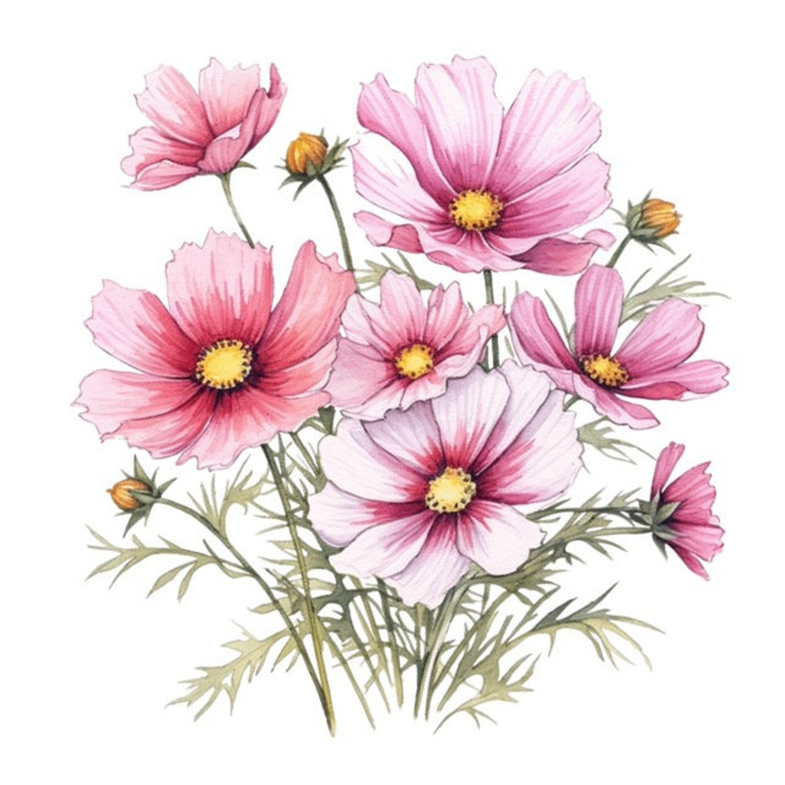 Cosmos Flower Bouquet Floral Sublimation Graphics Watercolor - Etsy