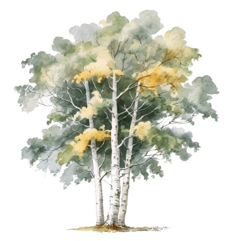 Aspen Tree Watercolor Clip Art 4 High Quality PNG Format Instant ...