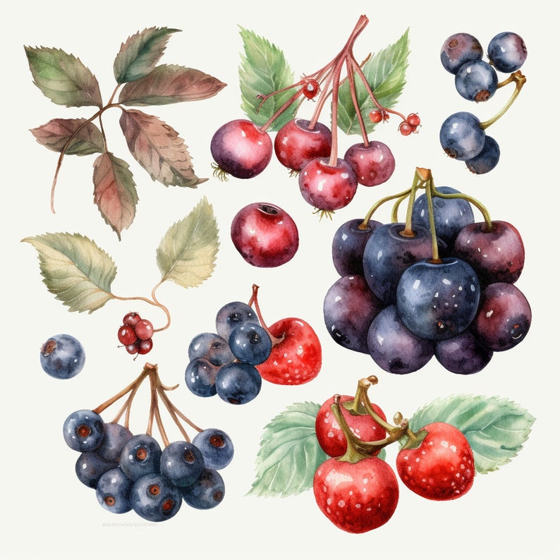 Summer Berries Clipart, 8 High Quality JPG Watercolor Art, Digital ...