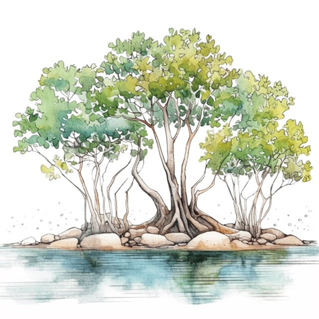 Mangrove Tree Watercolor Clip Art 4 Transparent PNG Collage Paper Craft ...