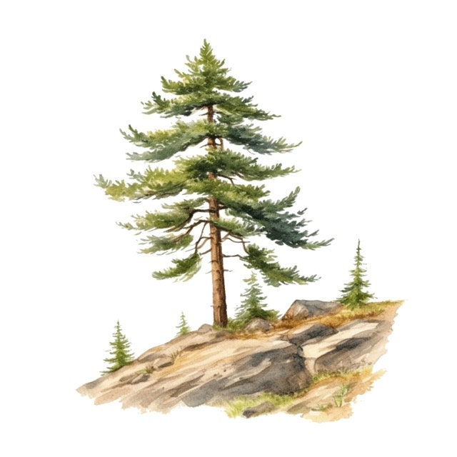 Pine Tree Watercolor Clip Art 4 High Quality PNG Format Instant ...