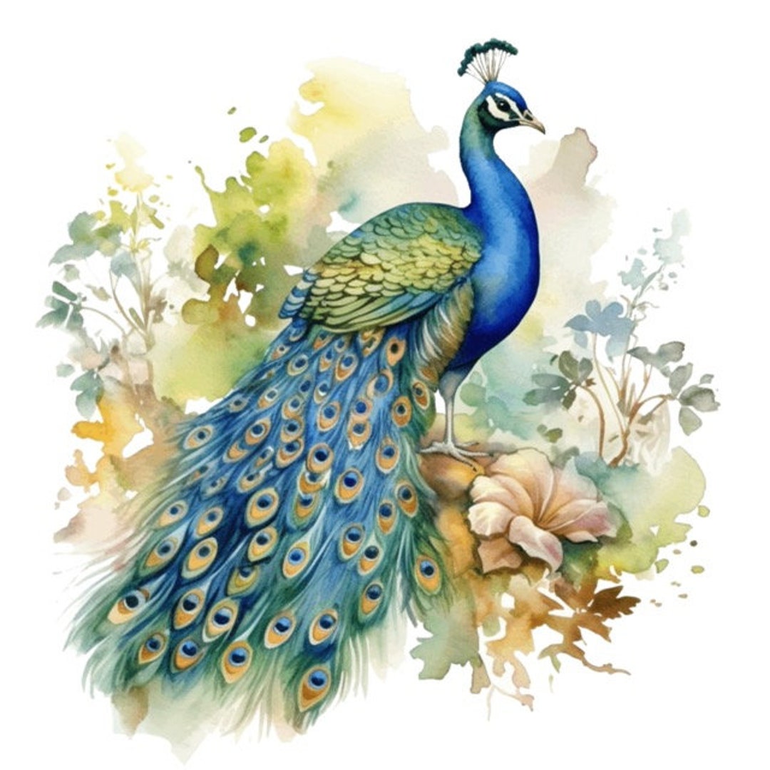 Peacock Clipart Watercolor Clip Art 4 High Quality PNG Format Instant ...
