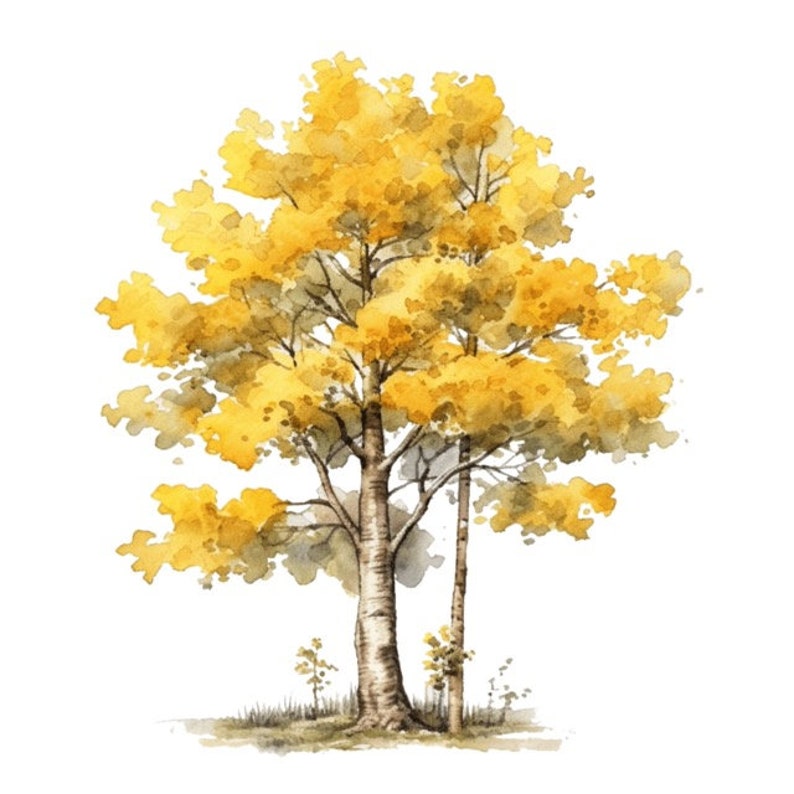 Aspen Tree Watercolor Clip Art 4 High Quality PNG Format Instant ...