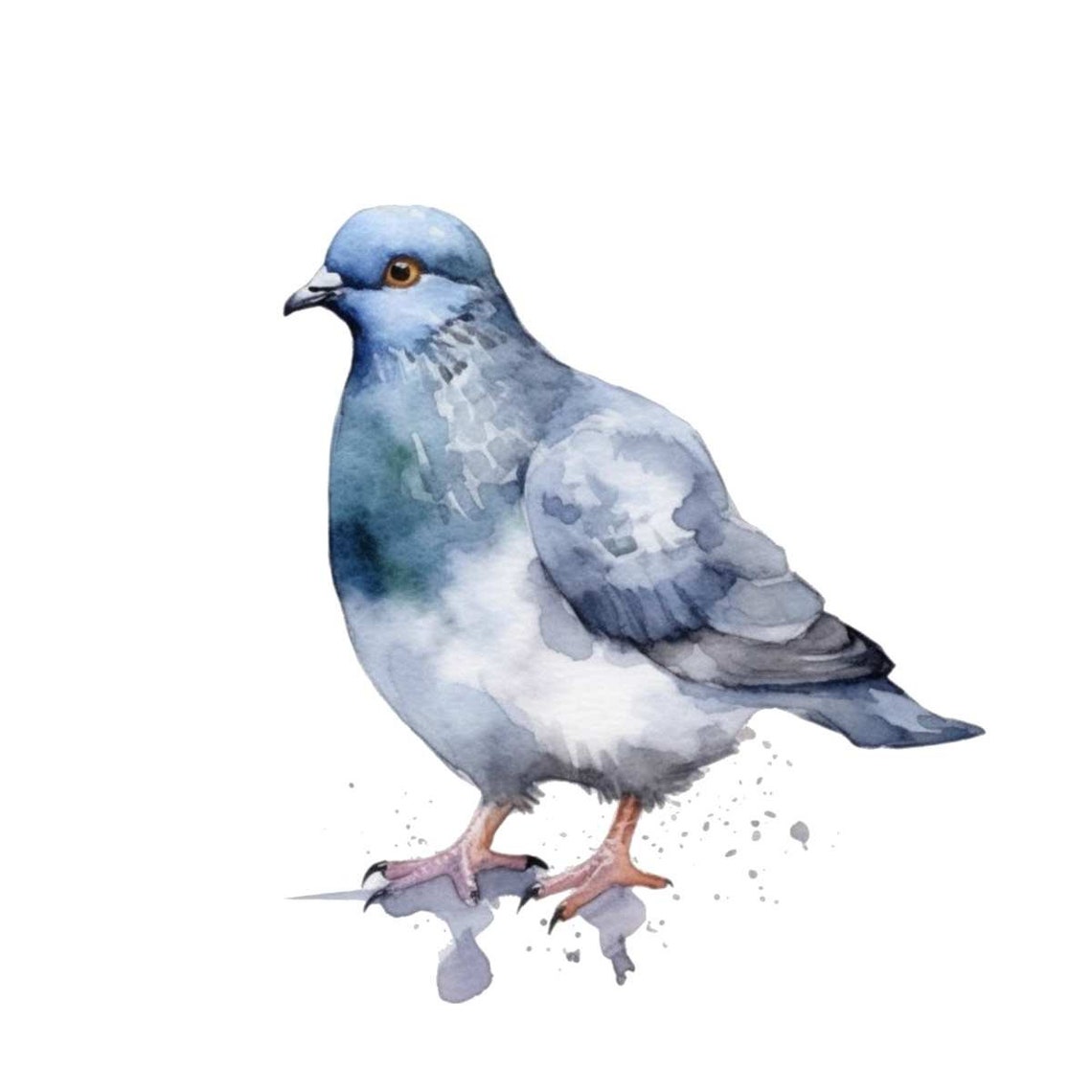 Pigeon Bird Watercolor Clip Art 4 High Quality PNG Transparent - Etsy