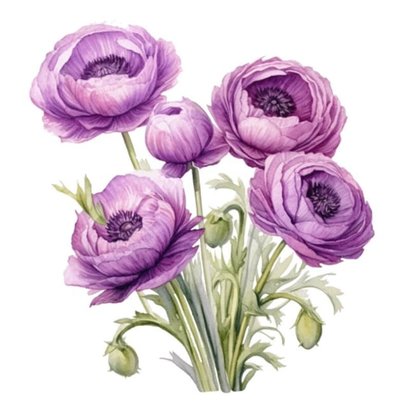 Ranunculus Bulbs Violet Flower Floral Bouquet Watercolor - Etsy