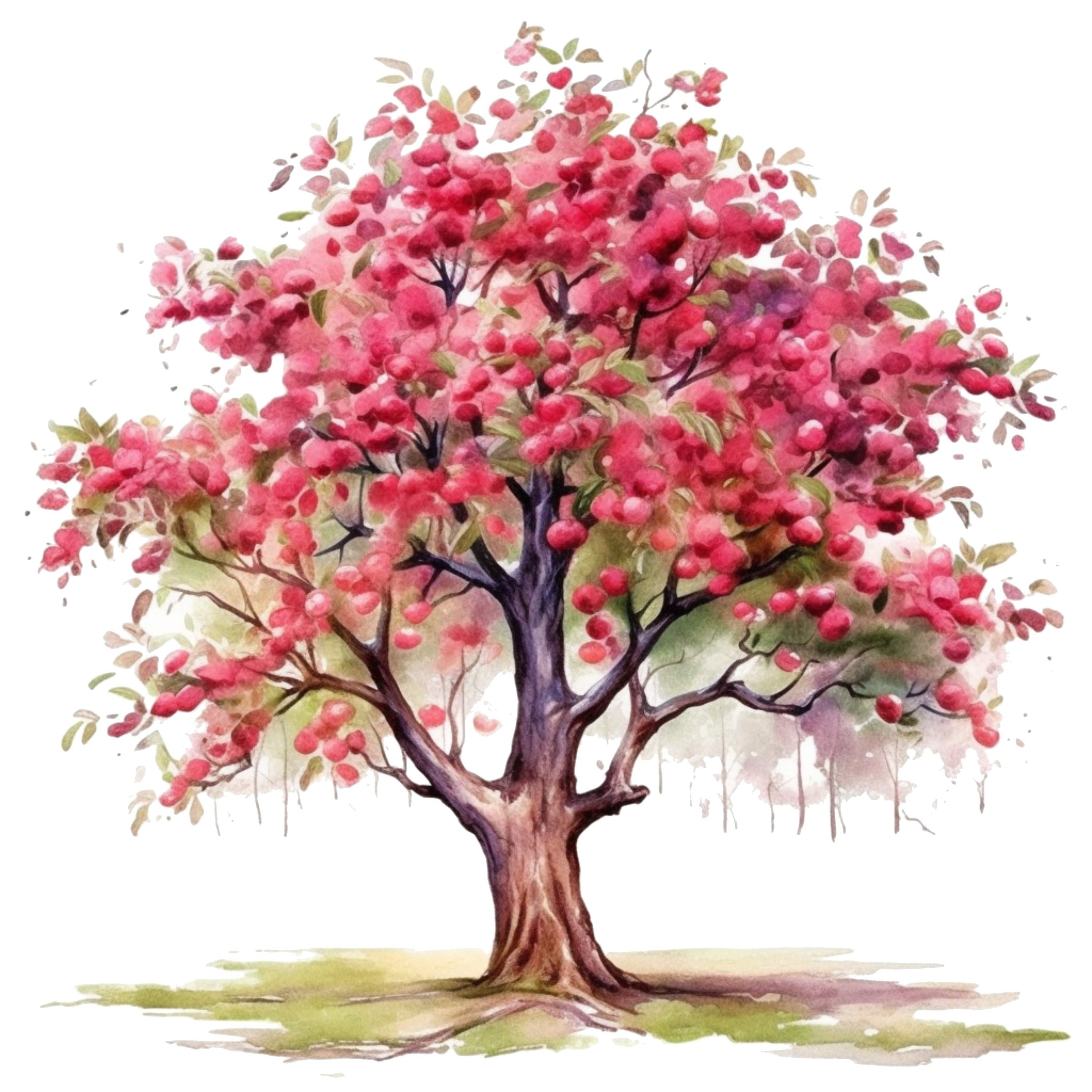 Crabapple Tree Watercolor Clip Art 4 High Quality PNG Transparent ...