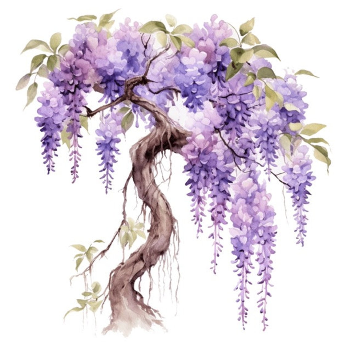 Wisteria Tree Watercolor Clip Art 4 High Quality PNG Format Instant ...
