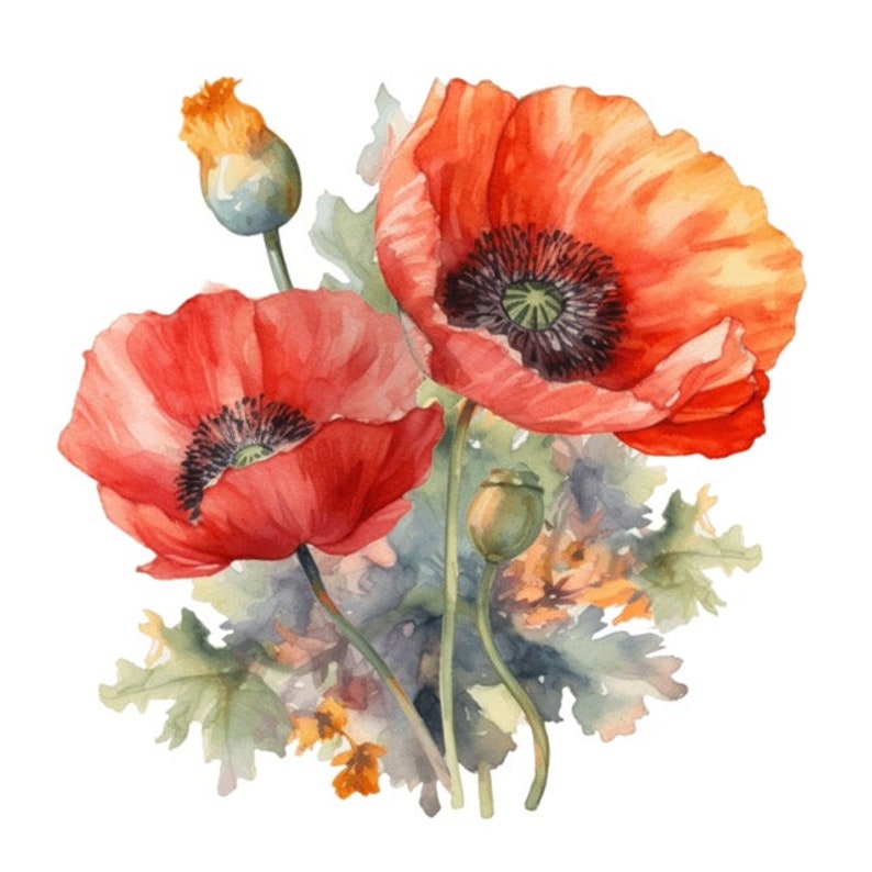 Poppy Seed Flower Floral Bouquet Watercolor Clip Art 4 High Quality PNG ...