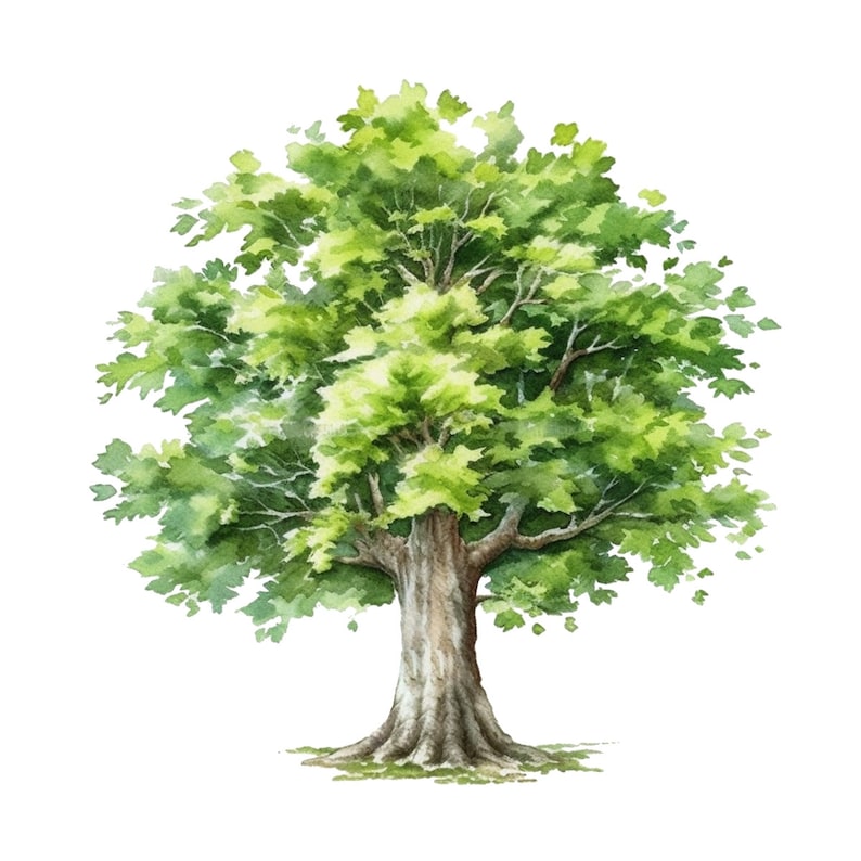 Green Maple Tree Watercolor Clip Art 4 High Quality PNG Format Instant ...
