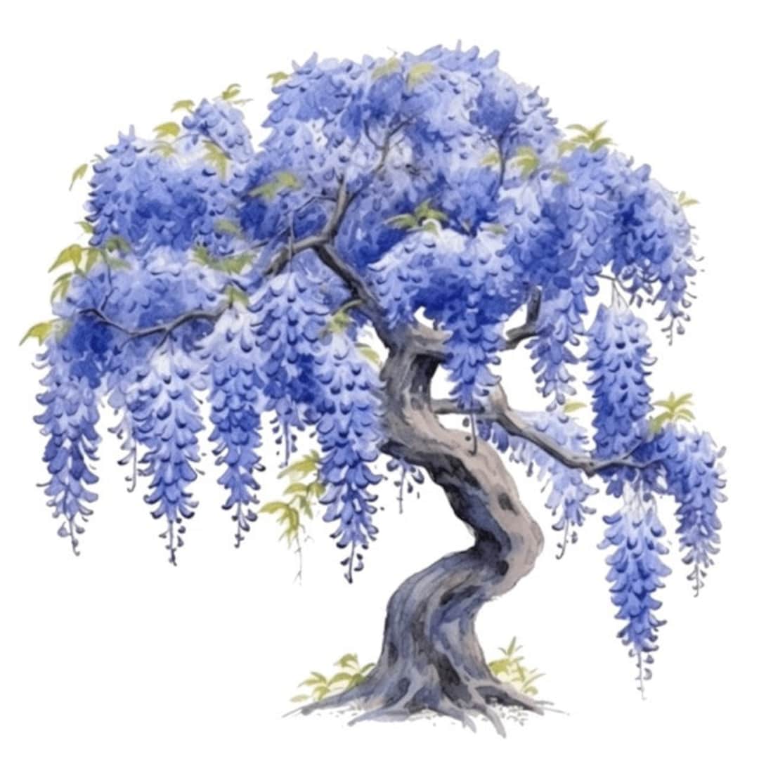 Blue Chinese Wisteria Tree Watercolor Clip Art 4 Transparent PNG ...