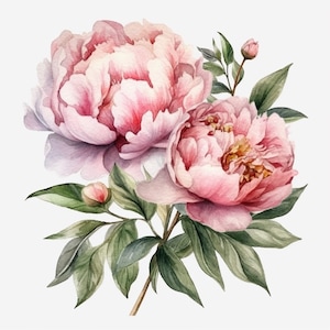 Watercolor Peony Peonies Flower Clipart Clip Art 4 PNG Format Files ...