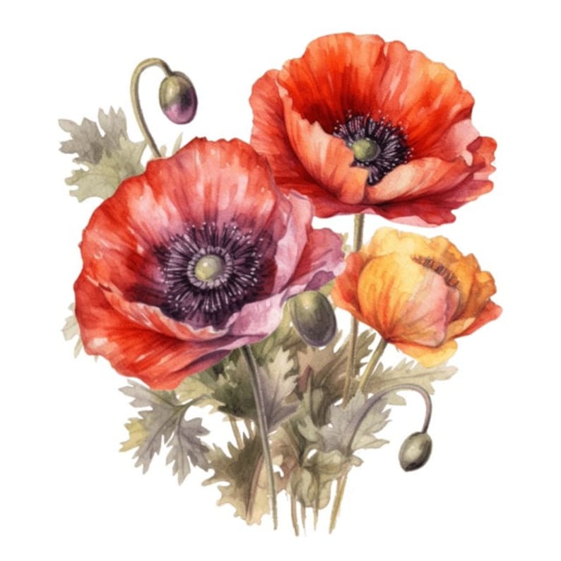 Poppy Seed Flower Floral Bouquet Watercolor Clip Art 4 High Quality PNG ...
