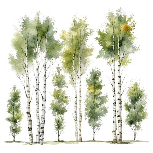 Birch Tree Watercolor Clip Art 4 High Quality PNG Format Instant ...