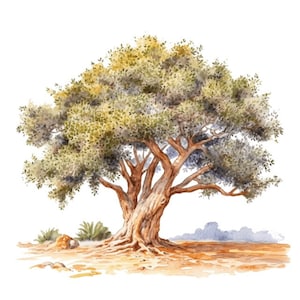 Argan Tree Watercolor Clip Art 4 Transparent PNG Collage Paper Craft ...