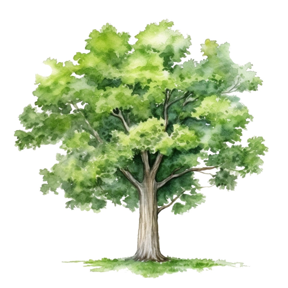 Green Maple Tree Watercolor Clip Art 4 High Quality PNG Format Instant ...