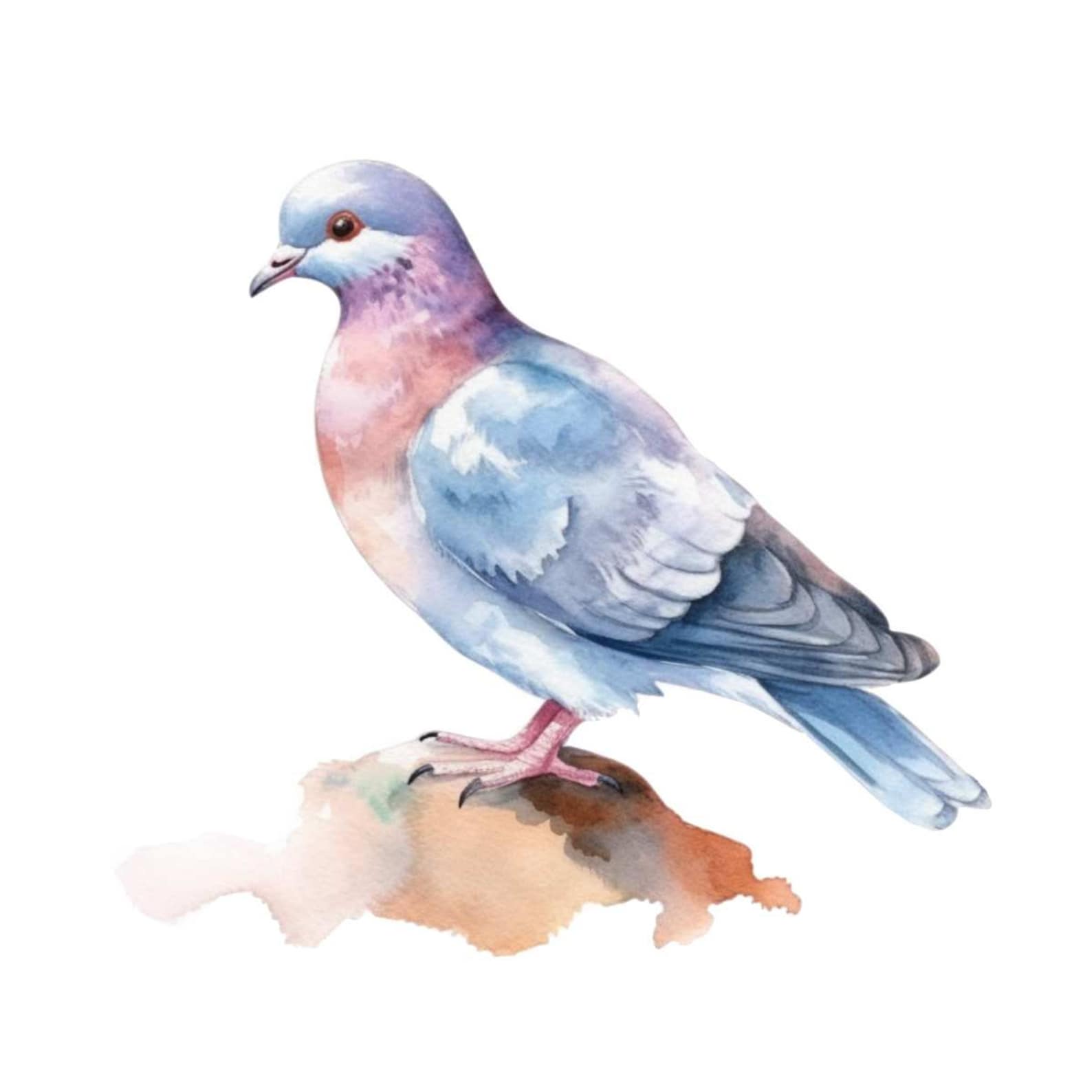 Pigeon Bird Watercolor Clip Art 4 High Quality PNG Transparent Mix ...
