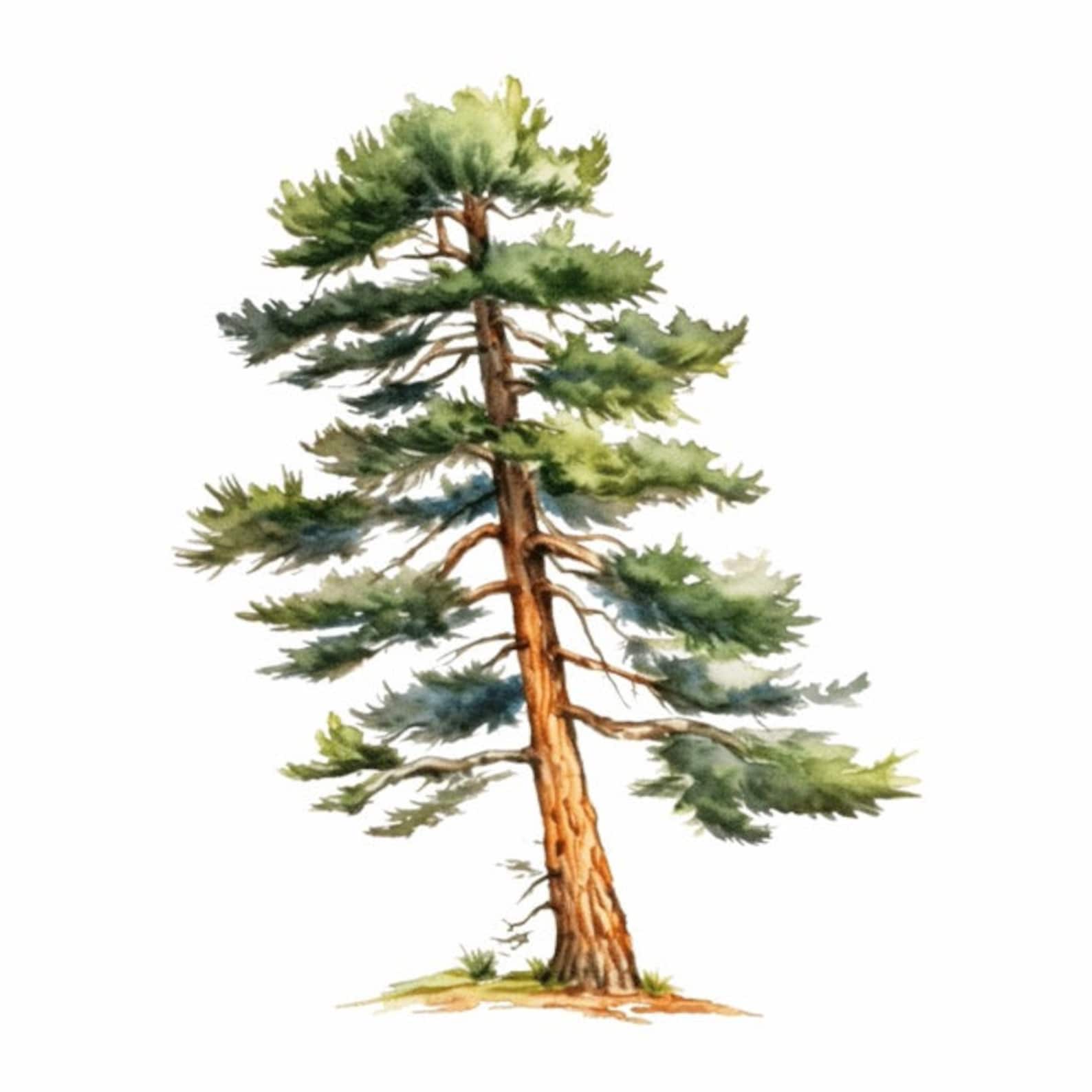 Pine Tree Watercolor Clip Art 4 High Quality PNG Format Instant ...