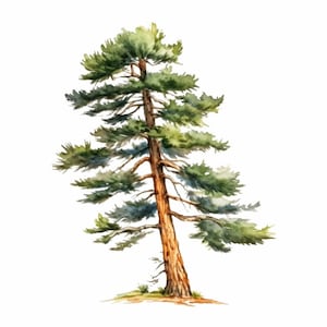 Pine Tree Watercolor Clip Art 4 High Quality PNG Format Instant ...