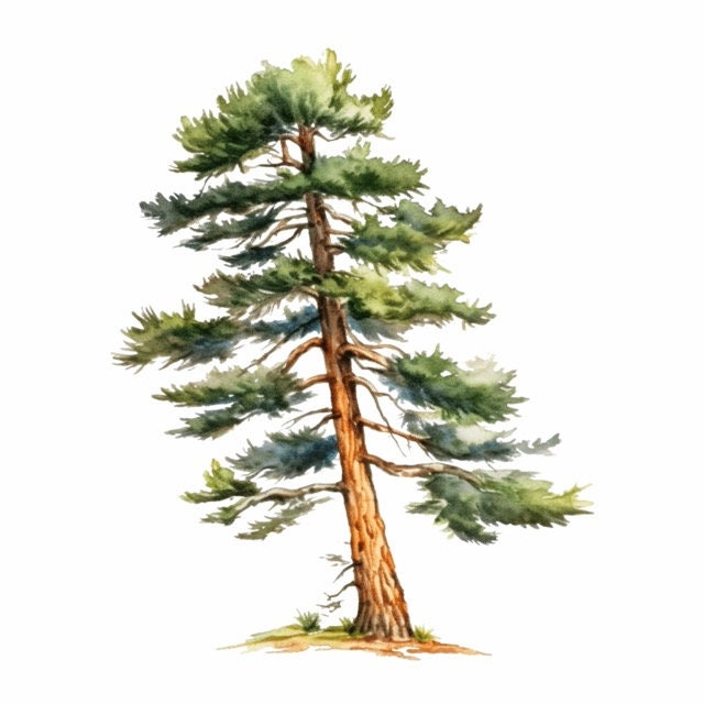 Pine Tree Watercolor Clip Art 4 High Quality PNG Format - Etsy