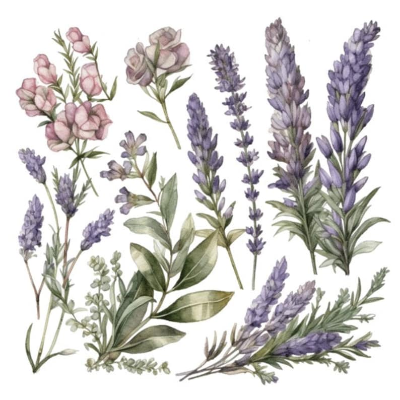 Lavender Flower Floral Watercolor Clip Art Sublimation Graphics 4 PNG ...