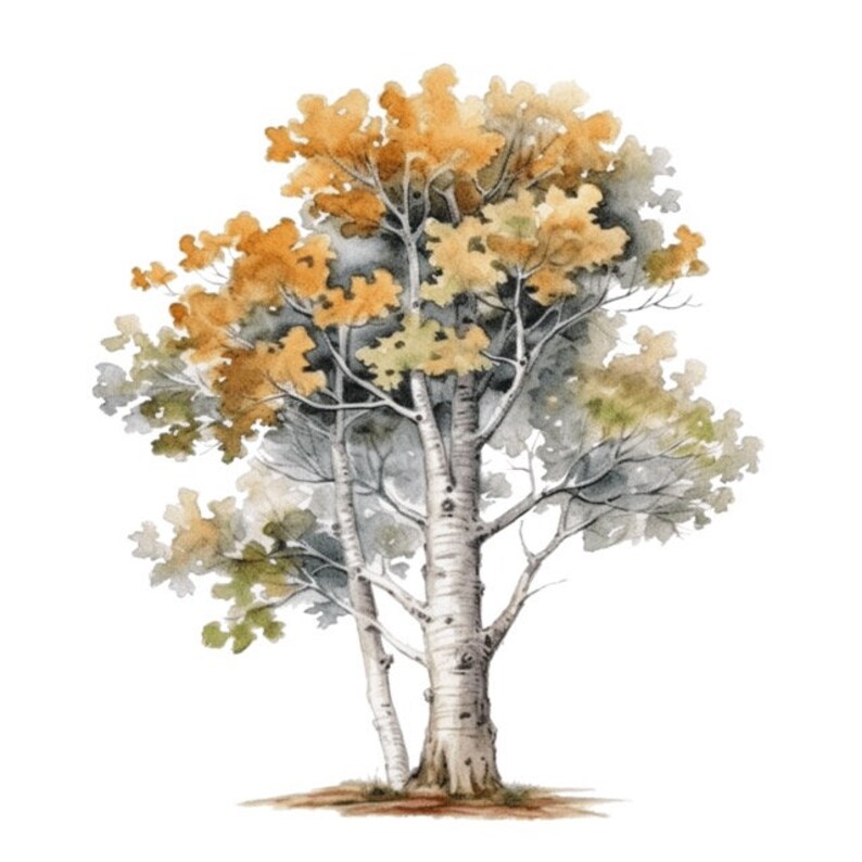 Aspen Tree Watercolor Clip Art 4 High Quality PNG Format Instant ...