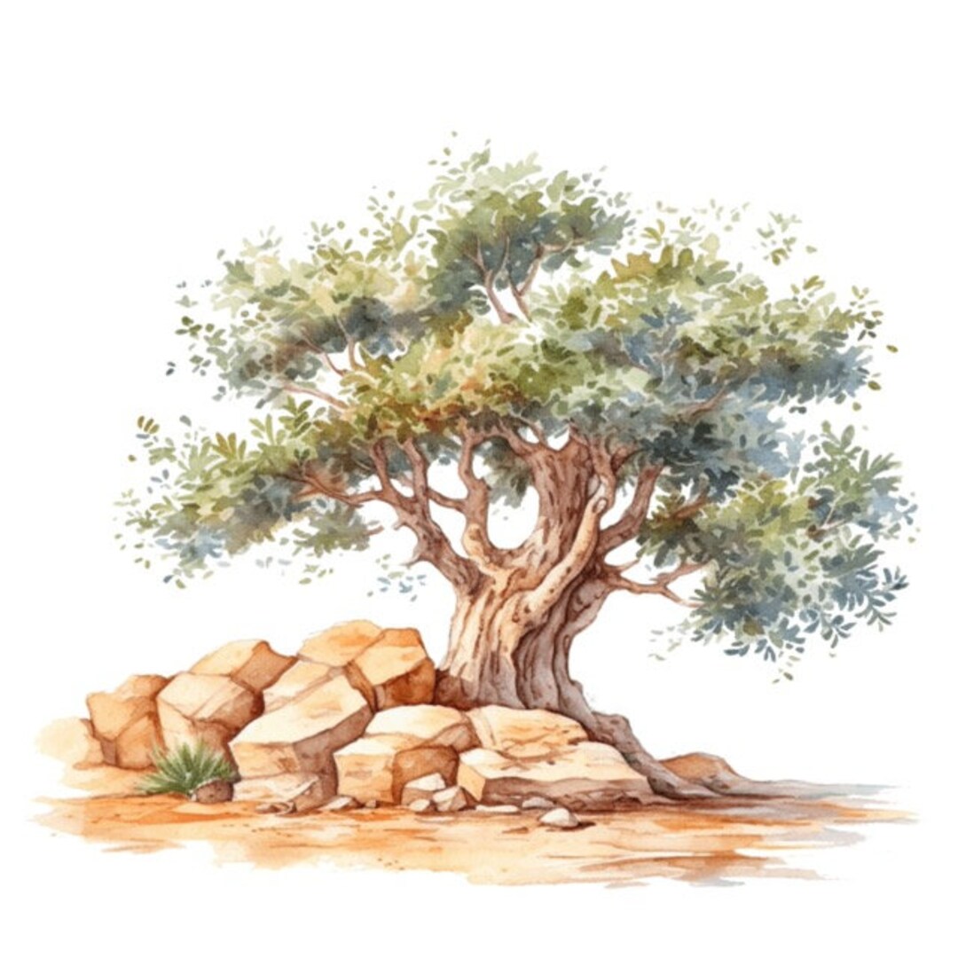Argan Tree Watercolor Clip Art 4 Transparent PNG Collage Paper Craft ...