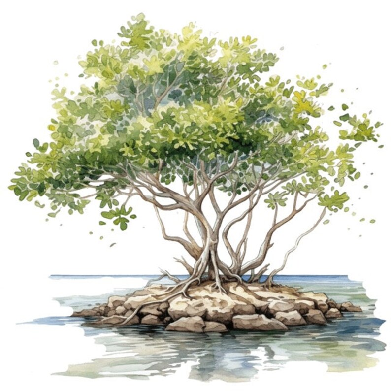 Mangrove Tree Watercolor Clip Art 4 Transparent PNG Collage - Etsy