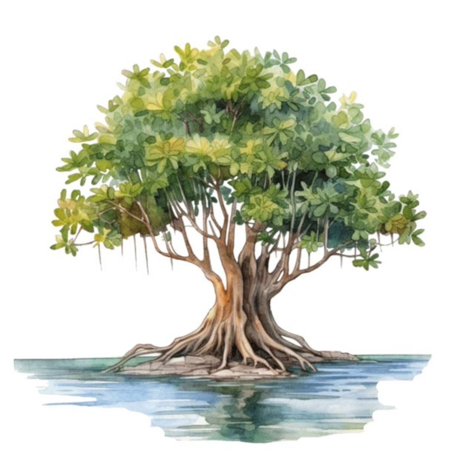 Mangrove Tree Watercolor Clip Art 4 Transparent PNG Collage Paper Craft ...