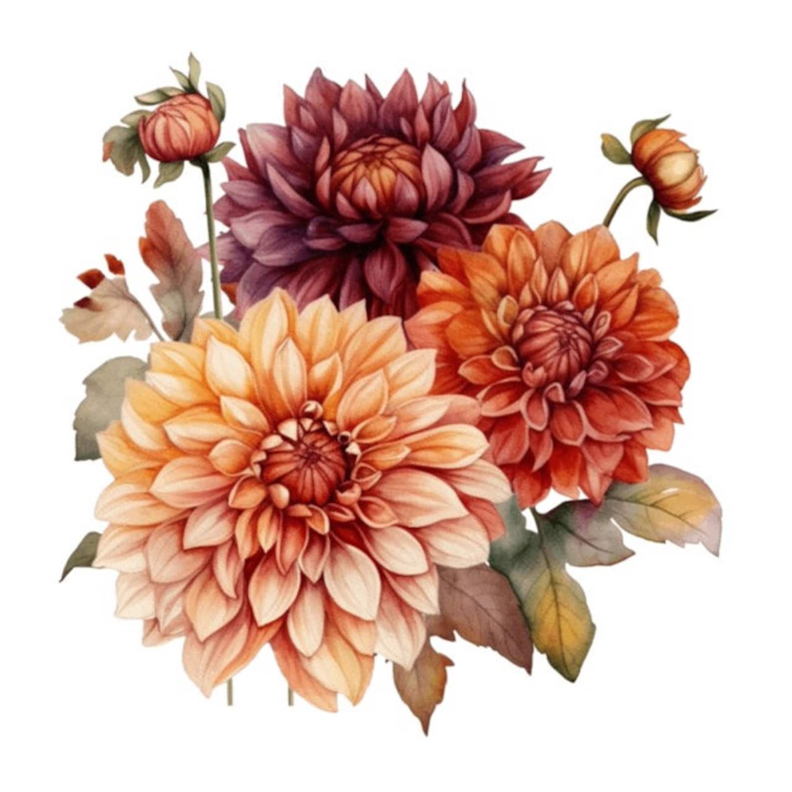 Dahlia Flower Floral Bouquet Watercolor Clip Art 4 High Quality PNG ...