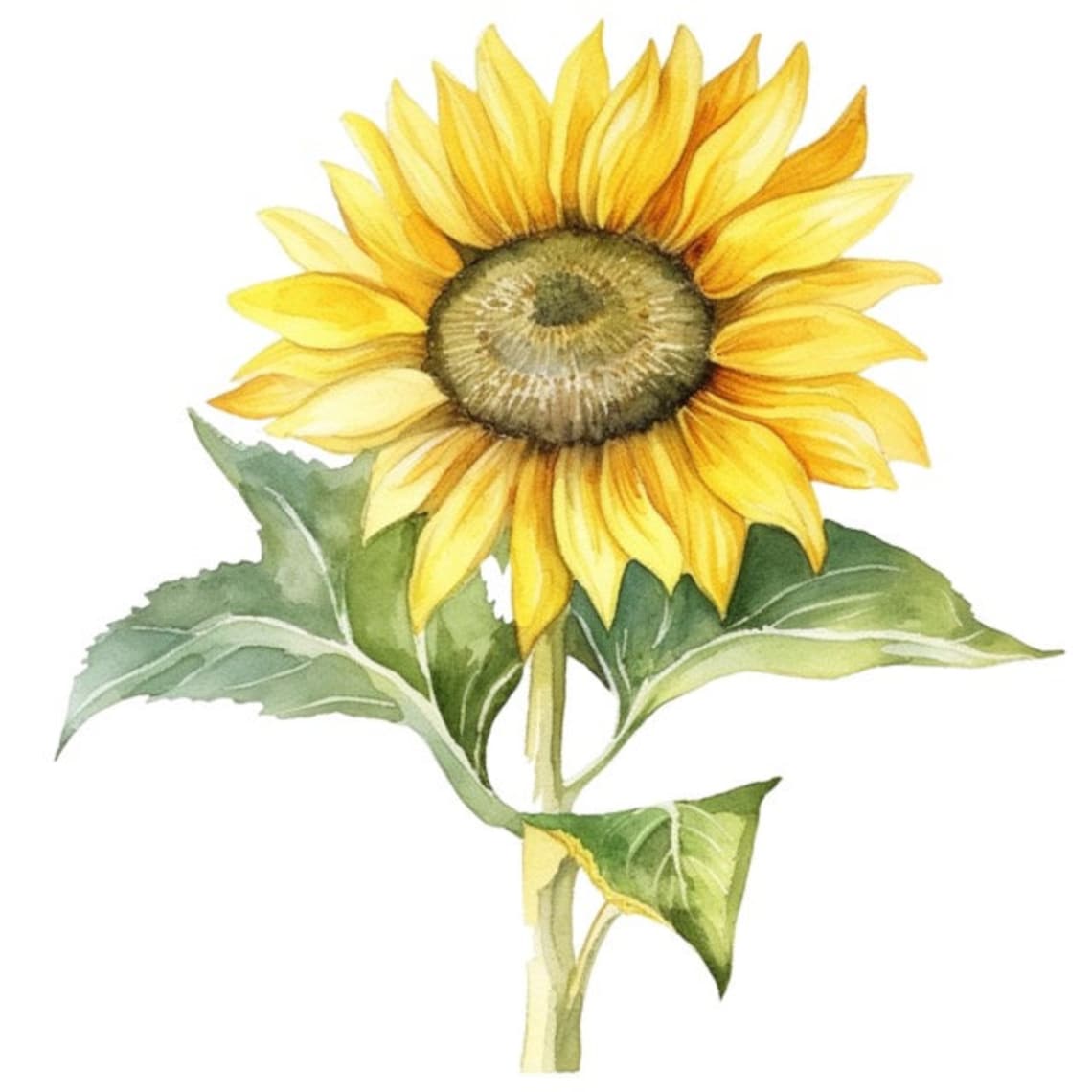 Sunflower Floral Flower Clip Art Sublimation Graphics Watercolor ...