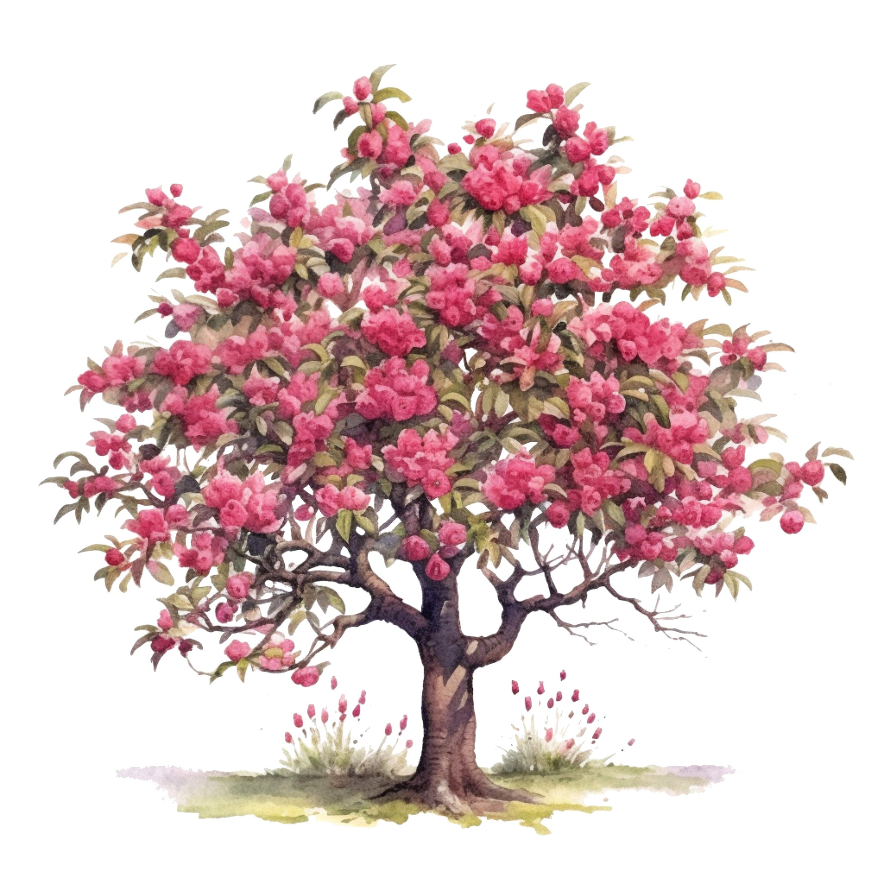 Crabapple Tree Watercolor Clip Art 4 High Quality PNG Transparent ...