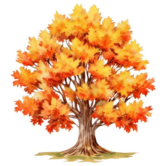 Maple Tree Watercolor Clip Art 4 High Quality PNG Format Instant ...