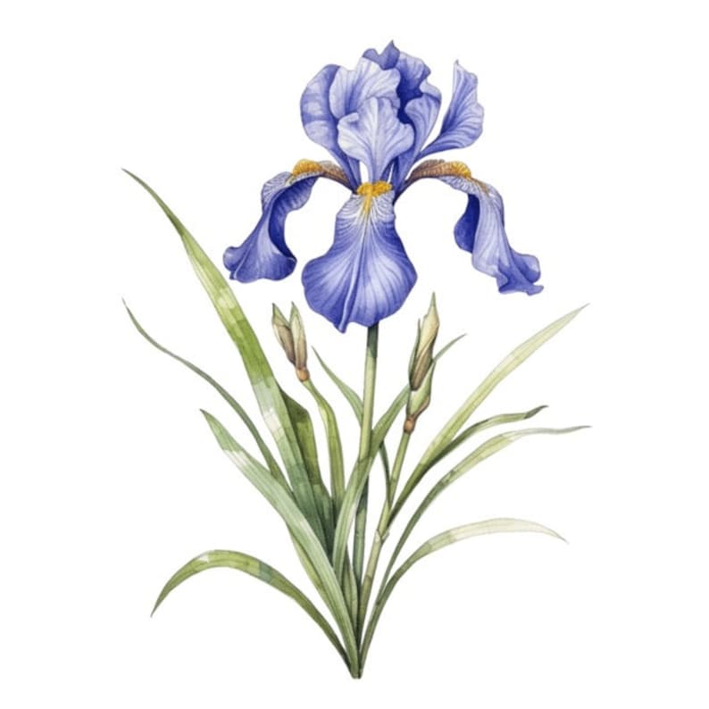 Watercolor Northern Blue Flag Iris Sublimation Graphics Watercolor Clip ...