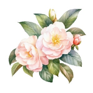 Camellia Flower Floral Bouquet Watercolor Clip Art 4 High Quality PNG ...
