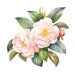 Camellia Flower Floral Bouquet Watercolor Clip Art 4 High Quality PNG ...